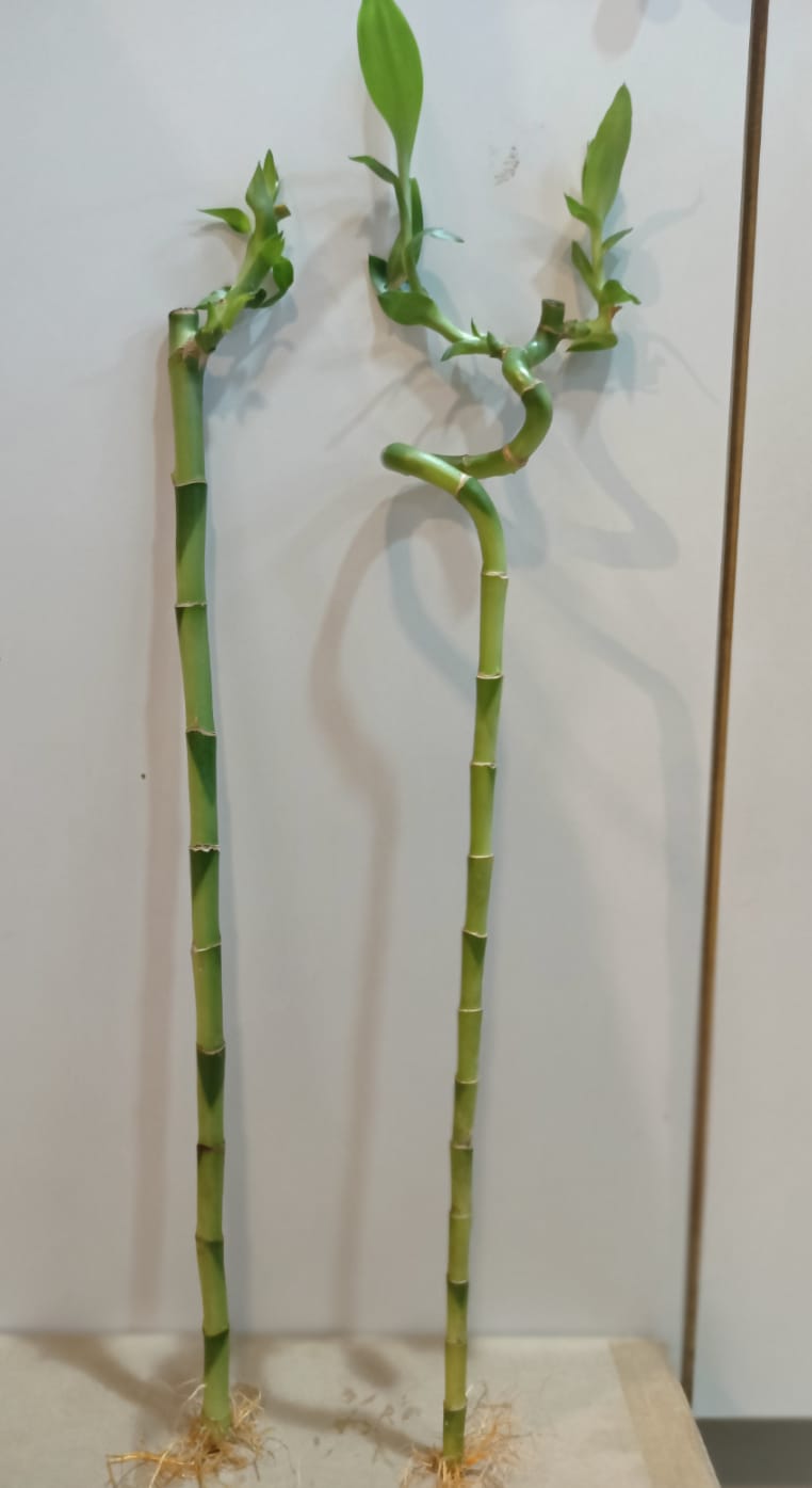 Lucky Bamboo 50cm straight/curl (Clone) Lucky Bamboo 50cm straight/curl (Clone)